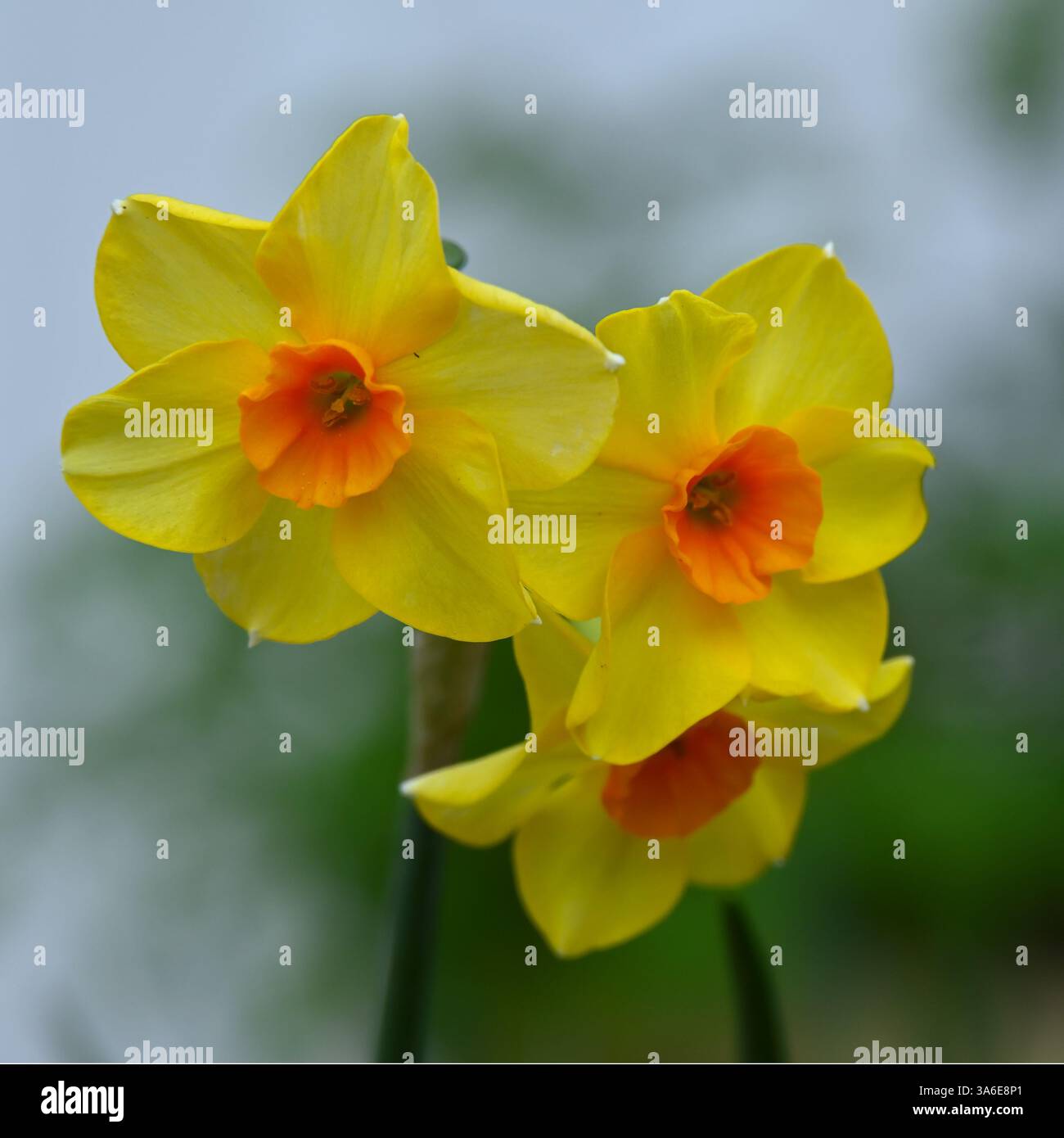 Yellow and orange spring flowers of jonquil daffodil Narcissus ...