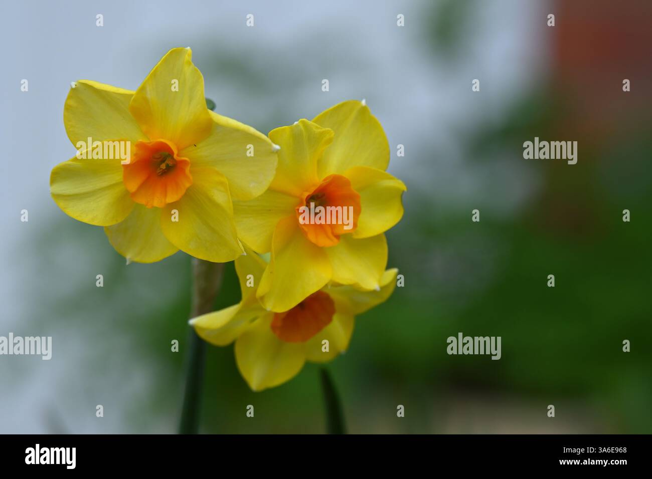 Yellow and orange spring flowers of jonquil daffodil Narcissus ...