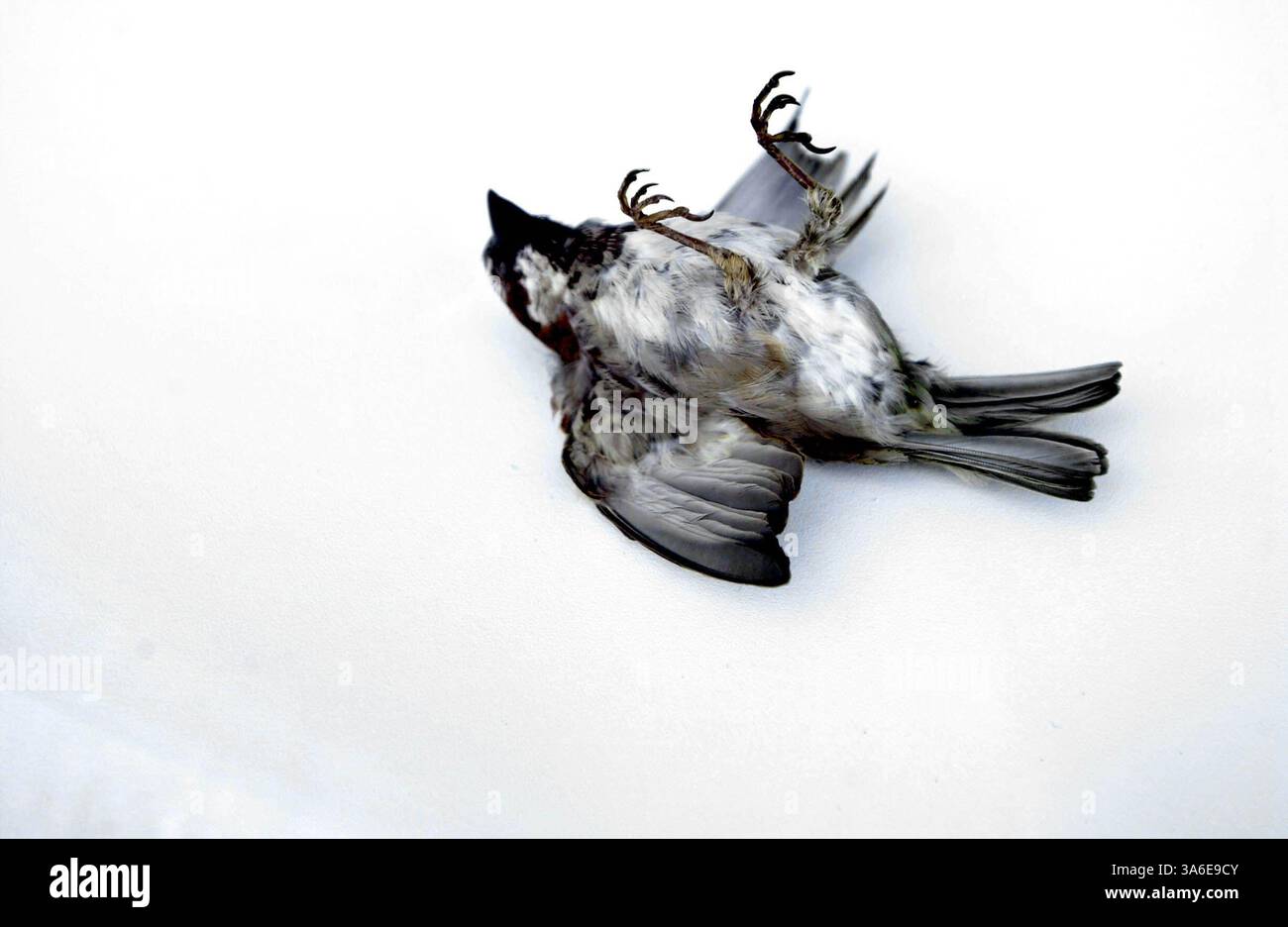 May 13, 2004 - London, Great Britain - 000757..THE DYING SPARROW, THE ...