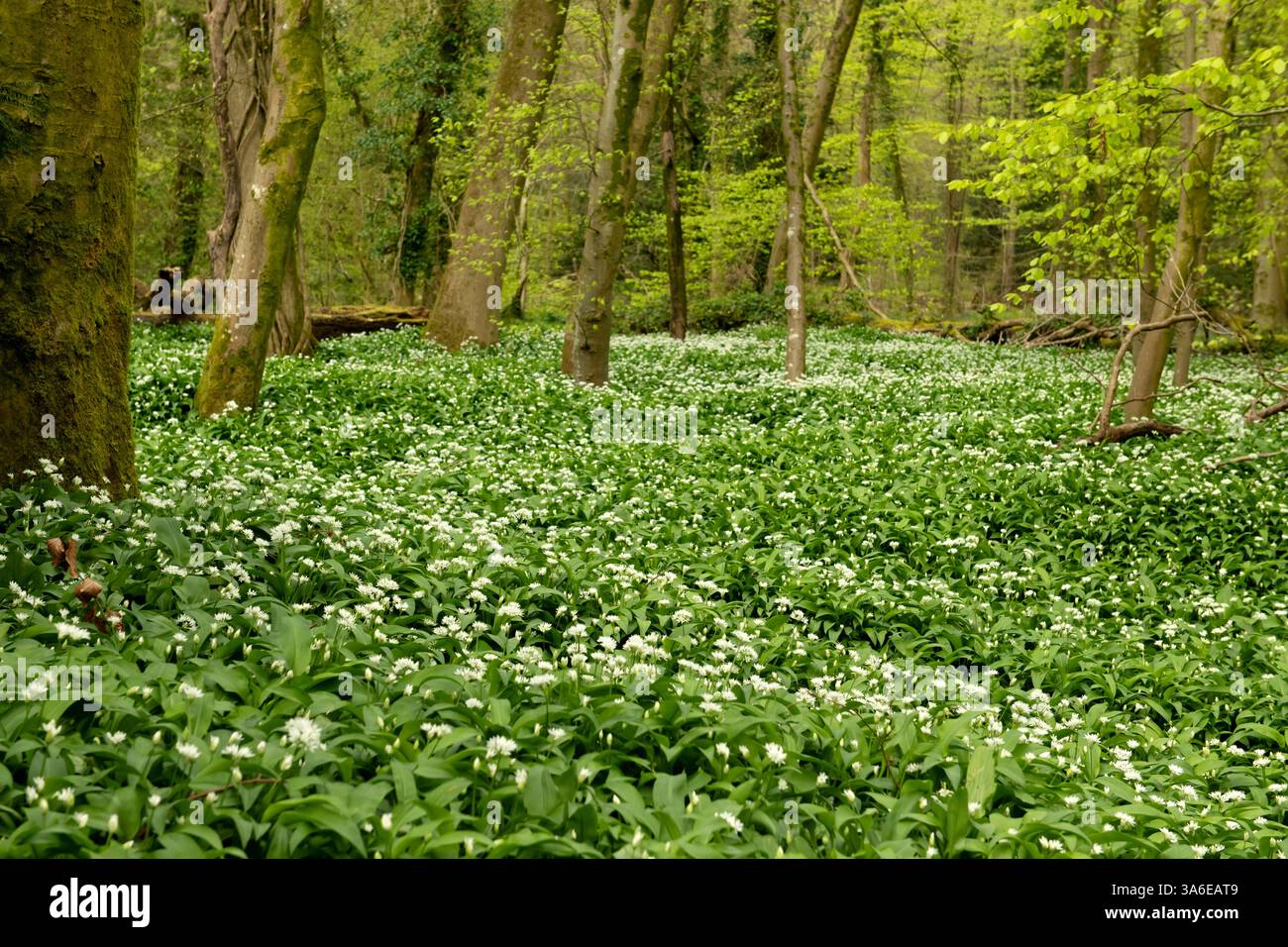 Carpet of flowering wild garlic in deciduous woodland in Wales in the ...