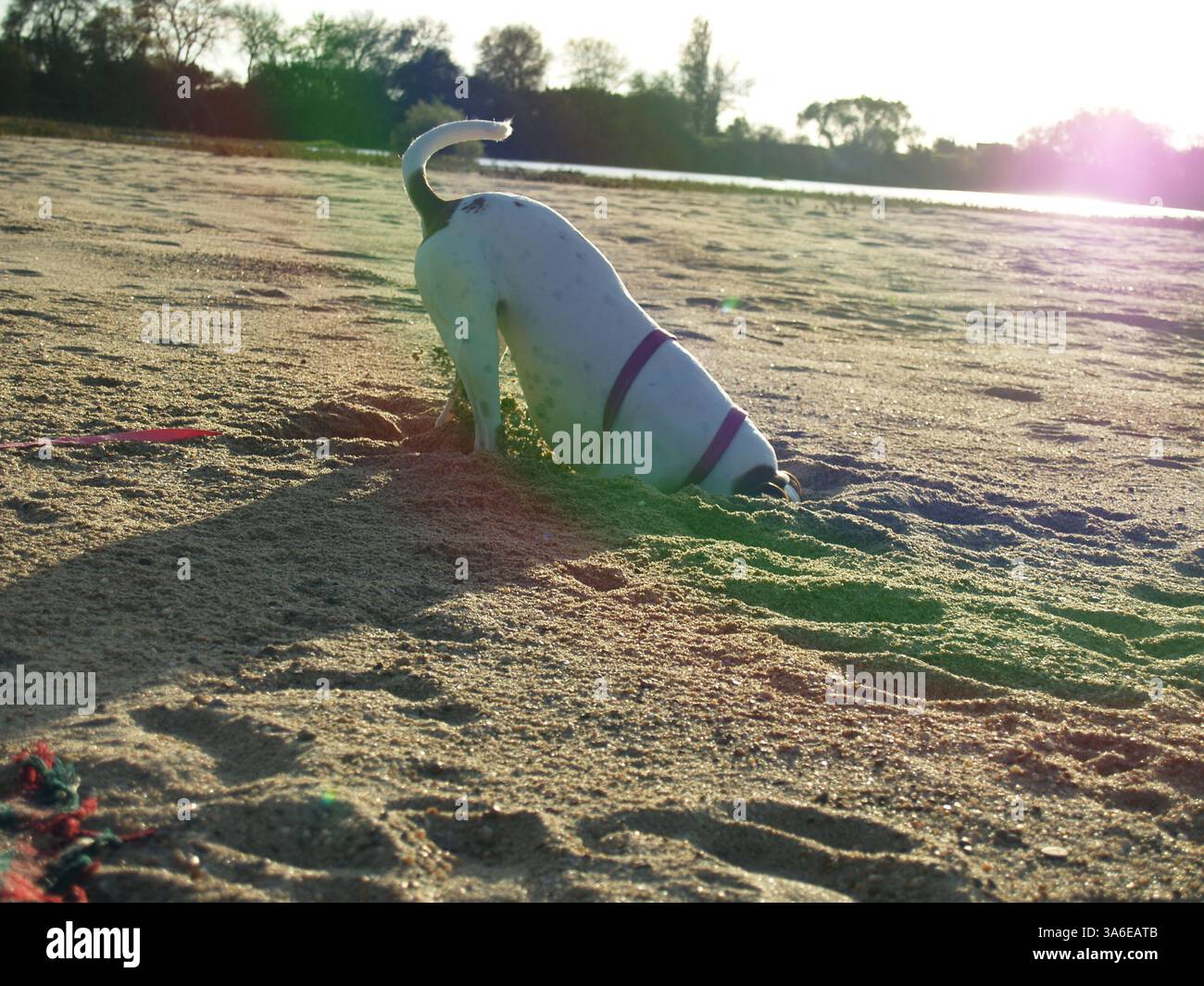 Dog making a hole on the sand with the sun on the back. A white dog with a few dark spots and a ...