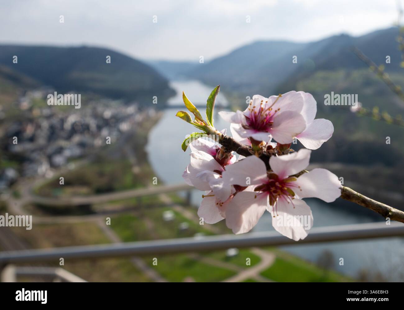 Neef, Germany. 25th Mar, 2025. A vineyard peach tree blossoms on a ...