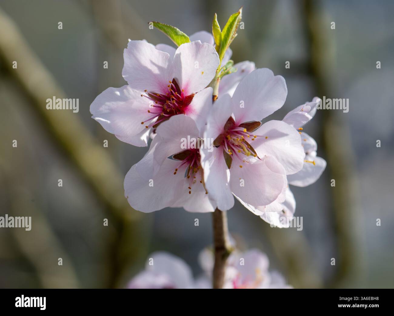 Neef, Germany. 25th Mar, 2025. A vineyard peach tree blossoms on a ...