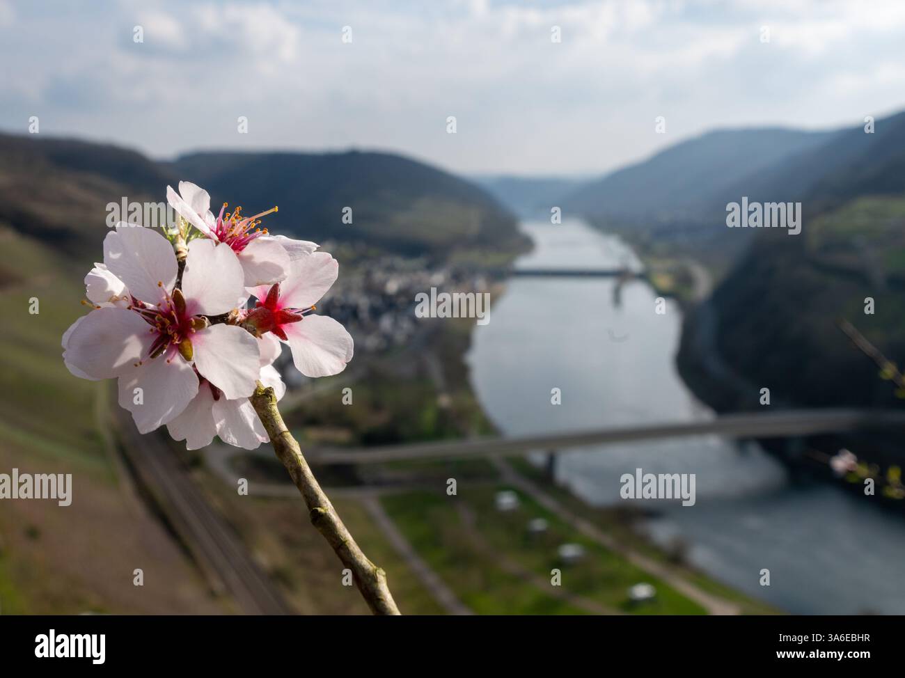 Neef, Germany. 25th Mar, 2025. A vineyard peach tree blossoms on a ...