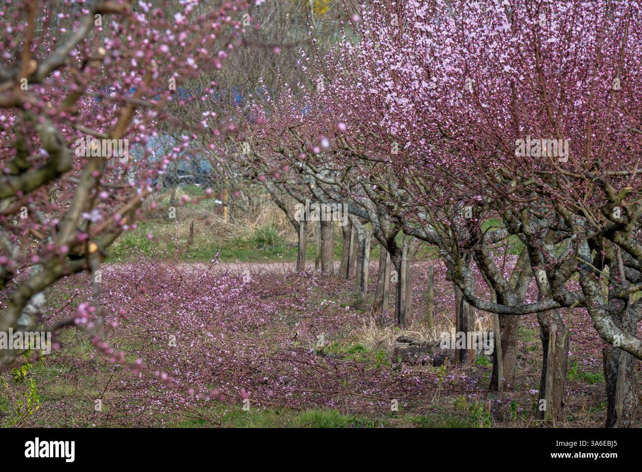 PRODUCTION - 25 March 2025, Rhineland-Palatinate, Bremm: Vineyard peach ...