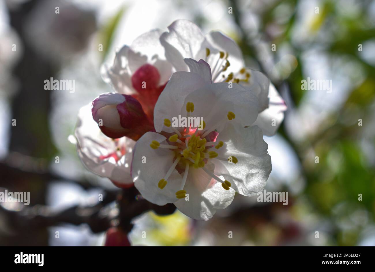 Almond Flower Background Stock Photo - Alamy