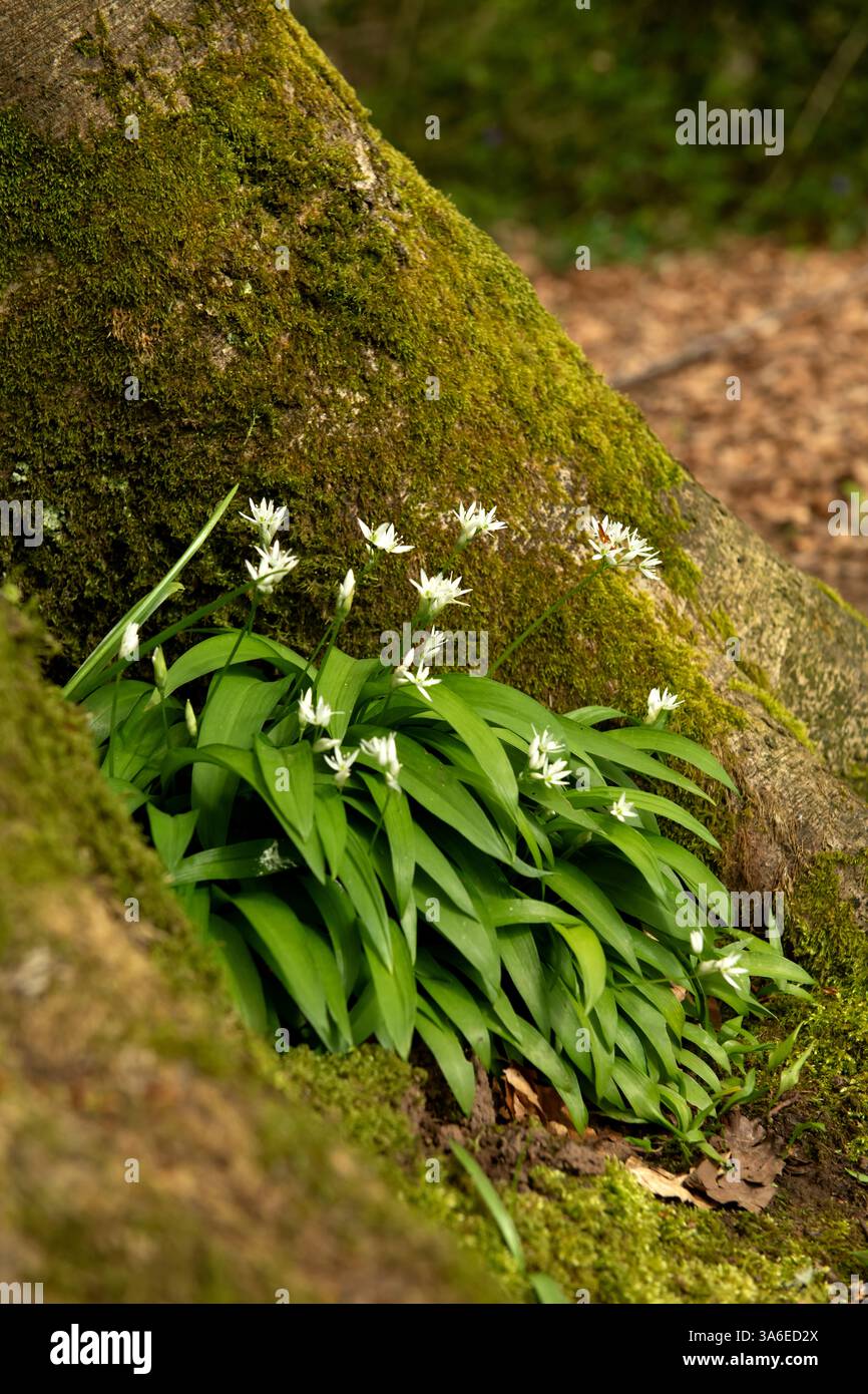 Wild garlic growing amongst the roots of an old oak tree in ancient ...