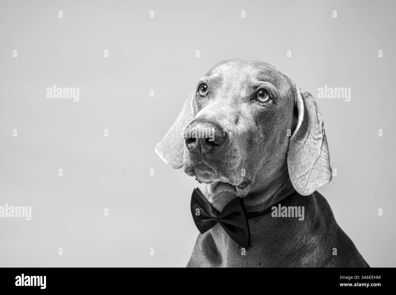 Grey weimaraner Black and White Stock Photos & Images - Alamy