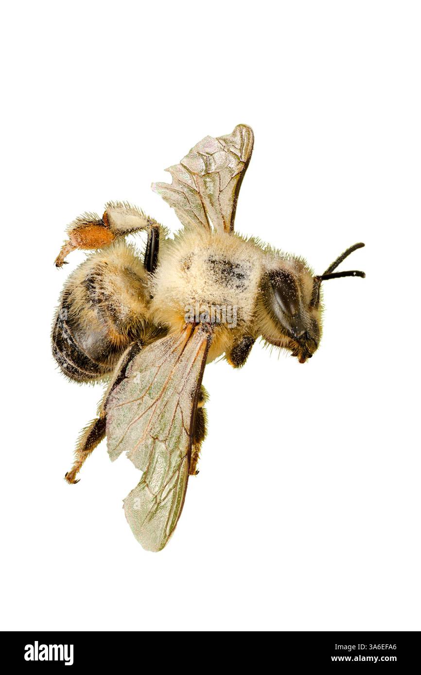 Flight study of a flying bee, Flying honey bee Stock Photo - Alamy