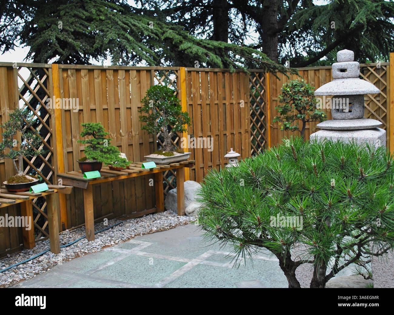 Little pine tree, Bonsai Art Stock Photo - Alamy