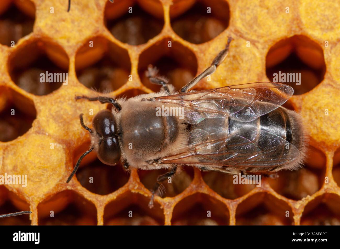 Hatched honey bee drone after hatching on honeycomb Stock Photo - Alamy