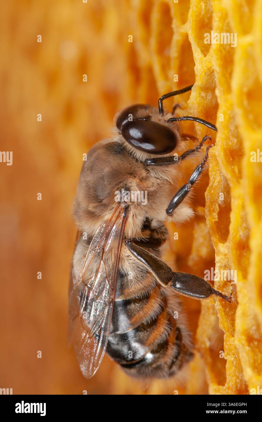 Male honey bee sits on its brood cell after hatching, Male honey bee ...