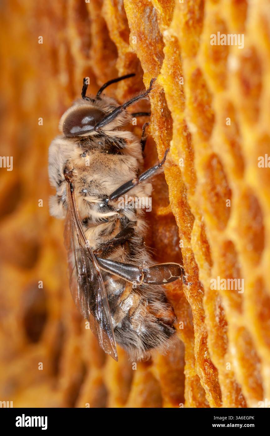 Male honey bee sits on its brood cell after hatching, male bee hatching ...