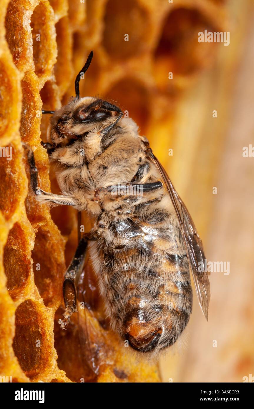 Male honey bee sits on its brood cell after hatching, Male honey bee ...