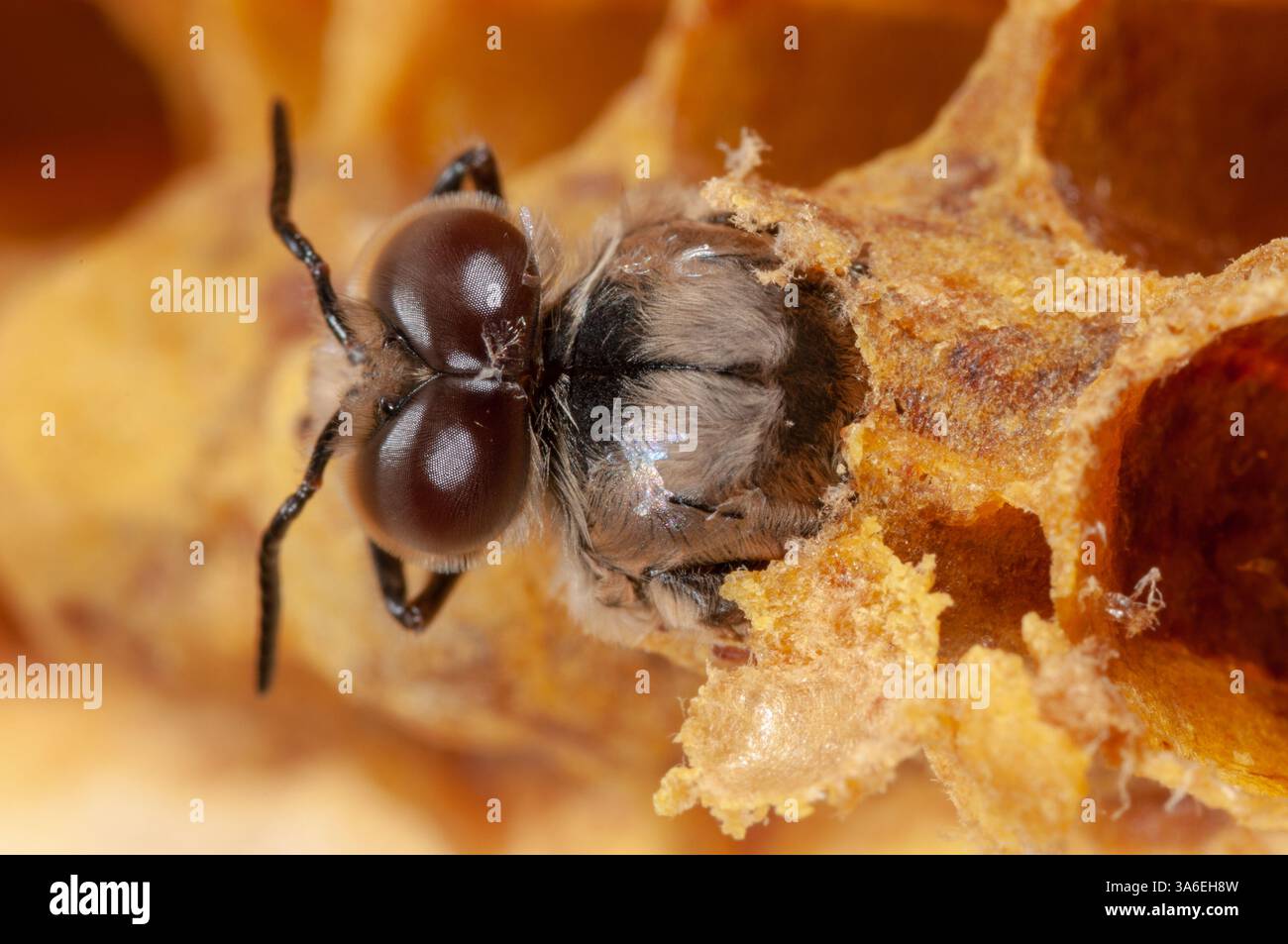 Male honey bee hatching from its brood cell, male bee hatching Stock ...