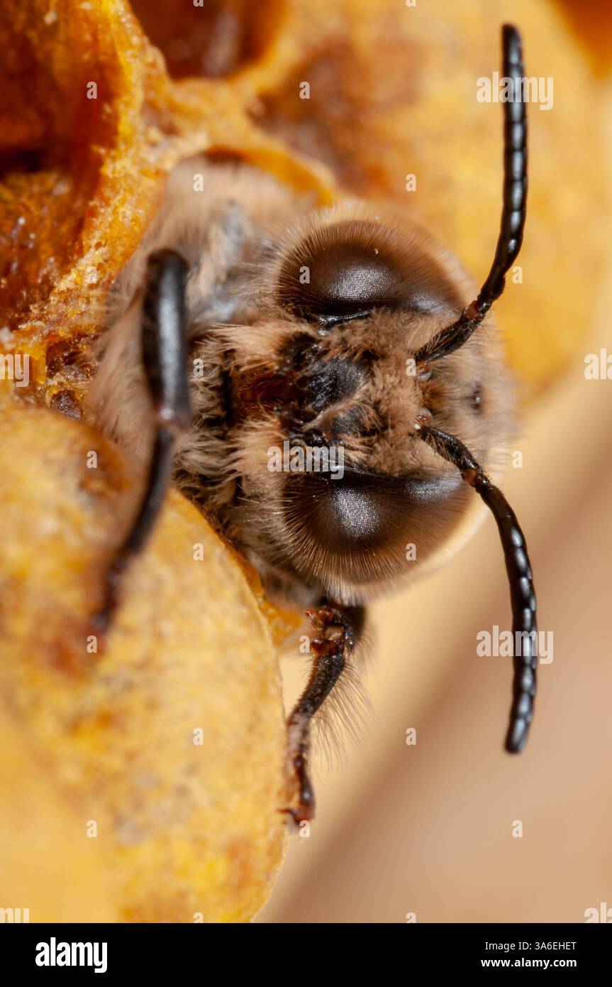 Male honey bee hatching from its brood cell, male bee hatching Stock ...