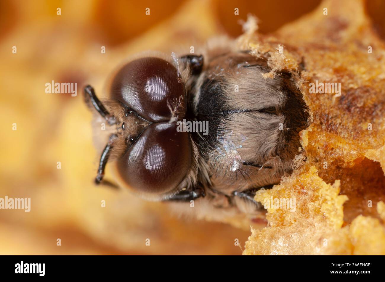 Male honey bee hatching from its brood cell, male bee hatching Stock ...
