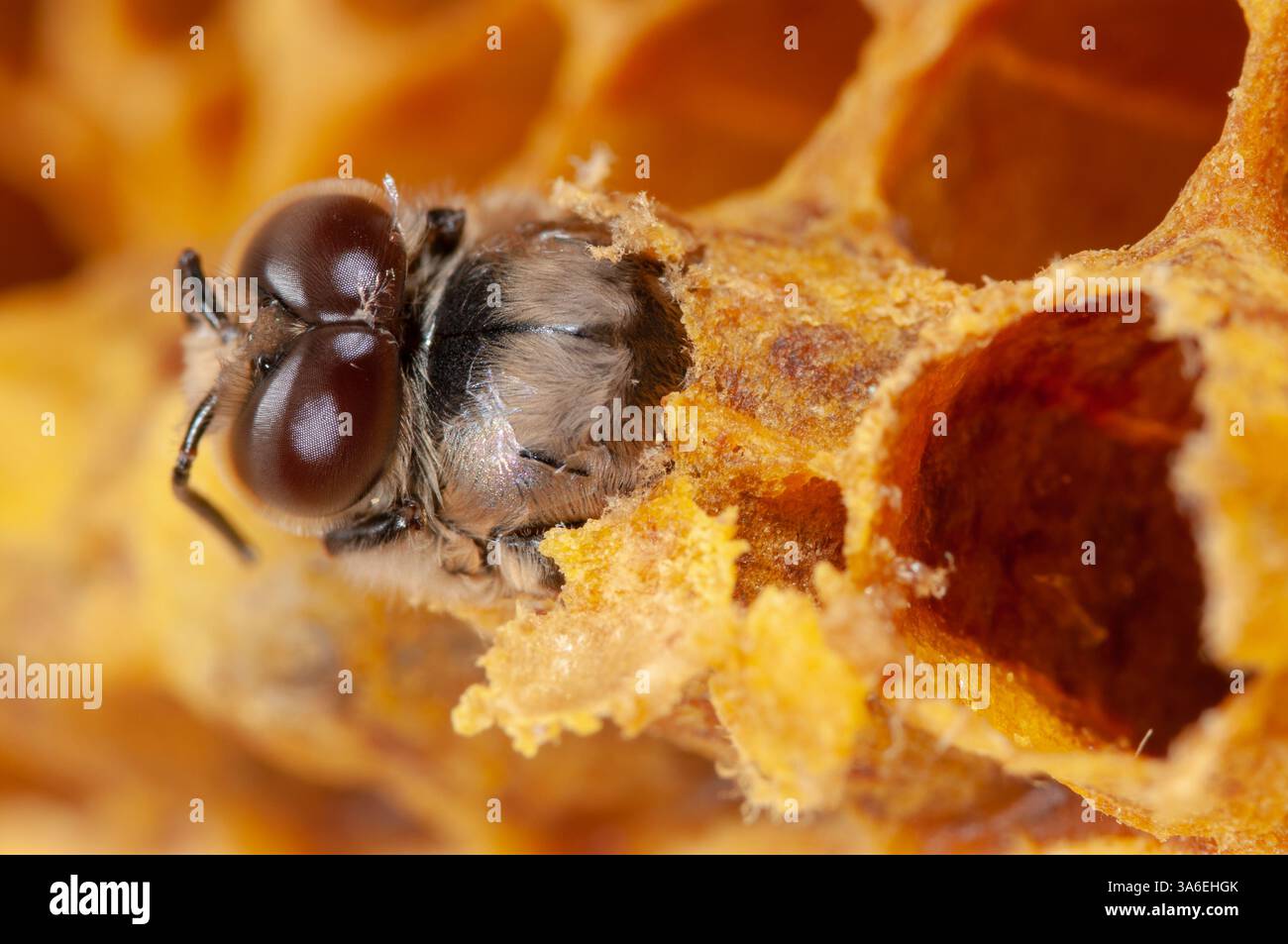 Male honey bee hatching from its brood cell, male bee hatching Stock ...