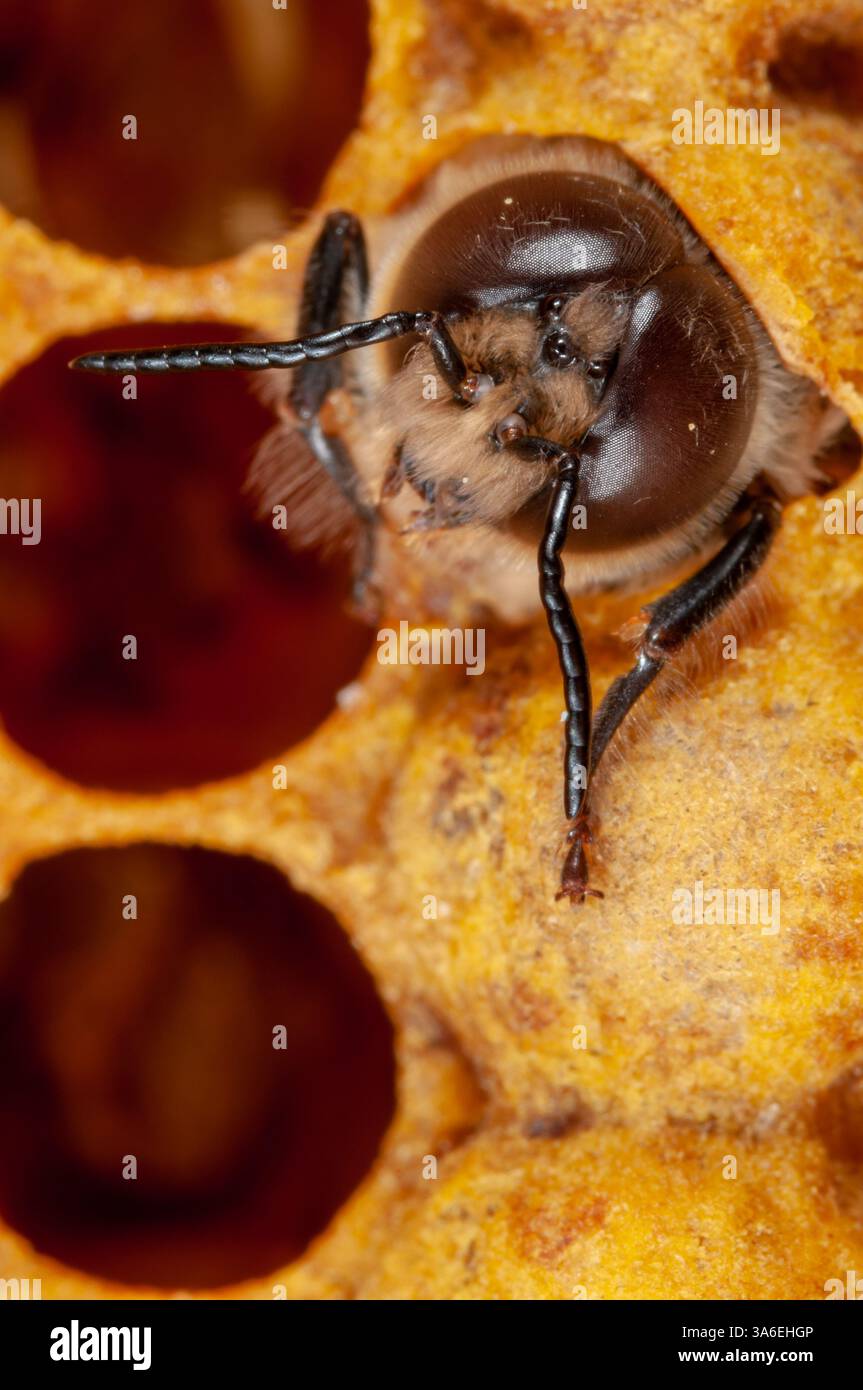 Male honey bee hatching from its brood cell, male bee hatching Stock ...