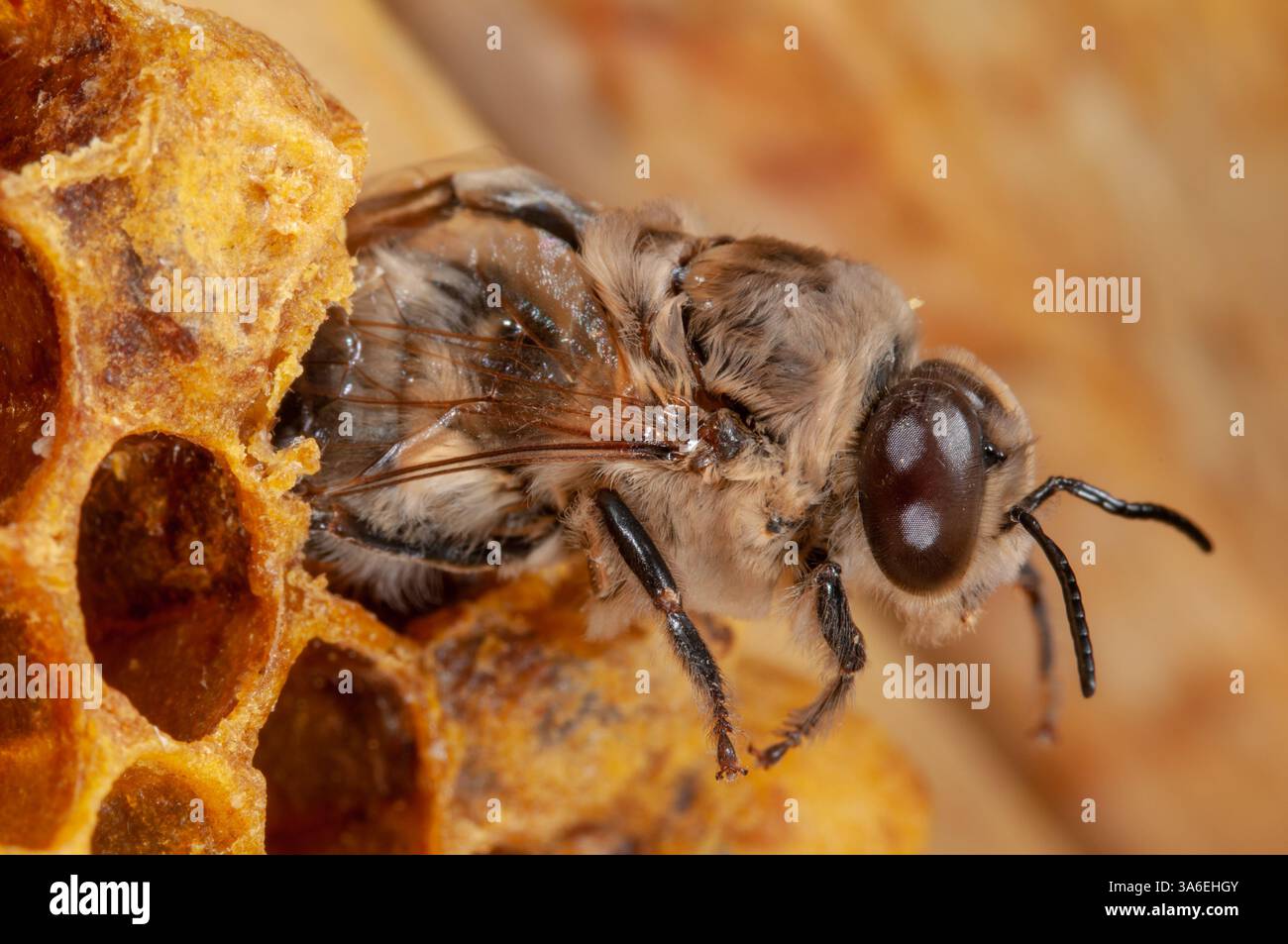 Male honey bee hatching from its brood cell, male bee hatching Stock ...