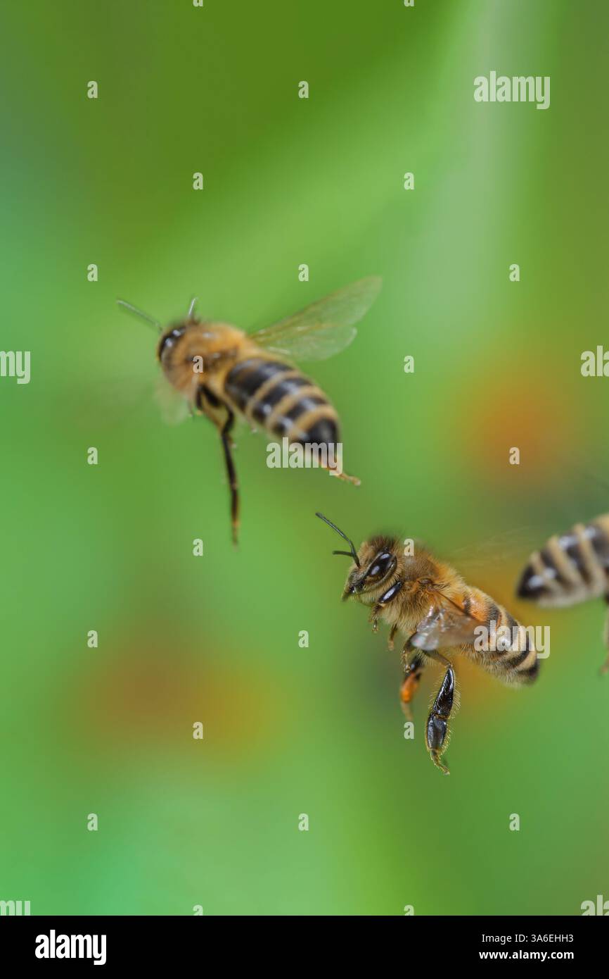 Flying honeybee, Flying honey bee, Approaching honeybee Stock Photo - Alamy