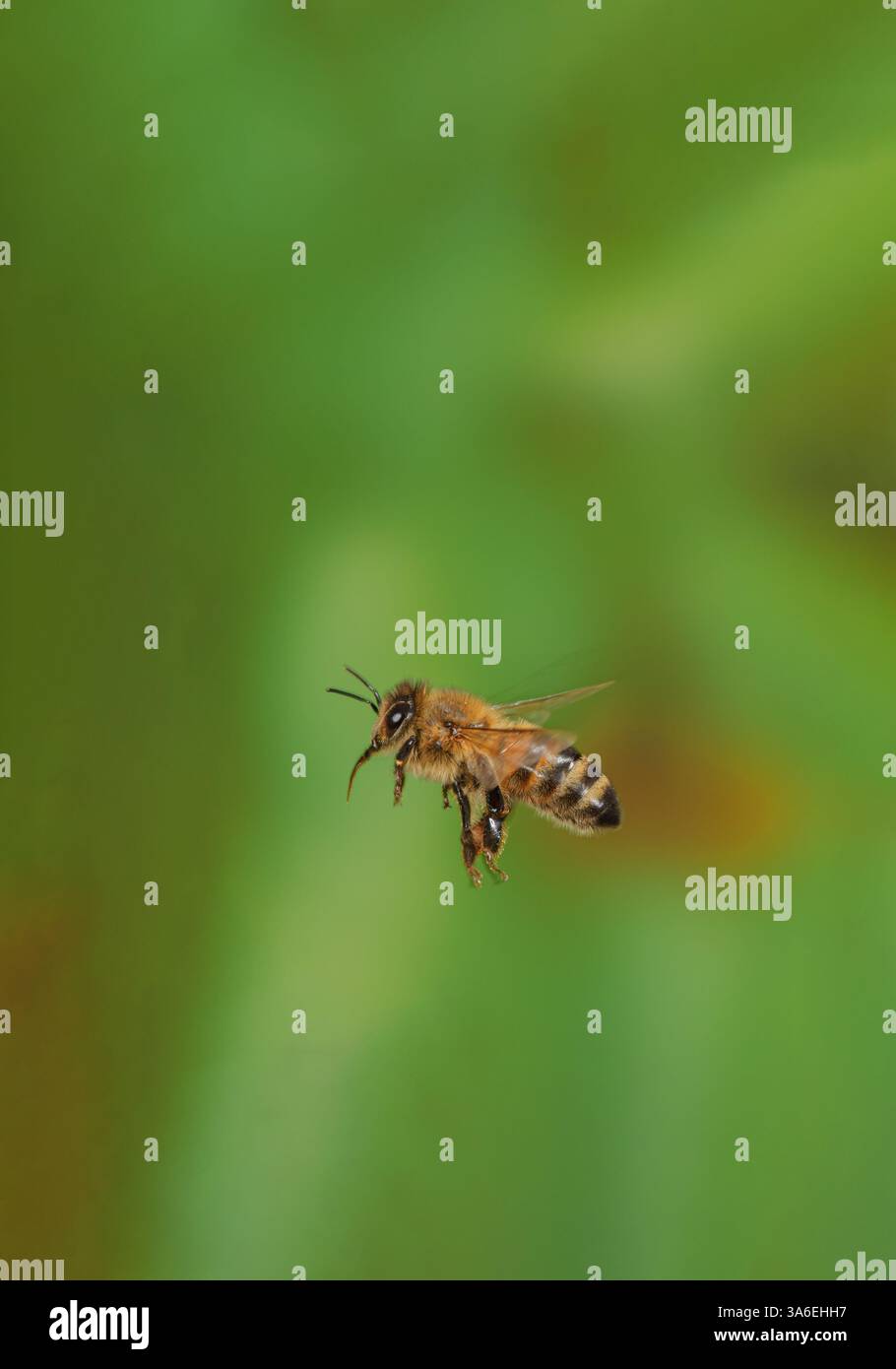 Honeybee apis mellifera flying hi-res stock photography and images - Alamy