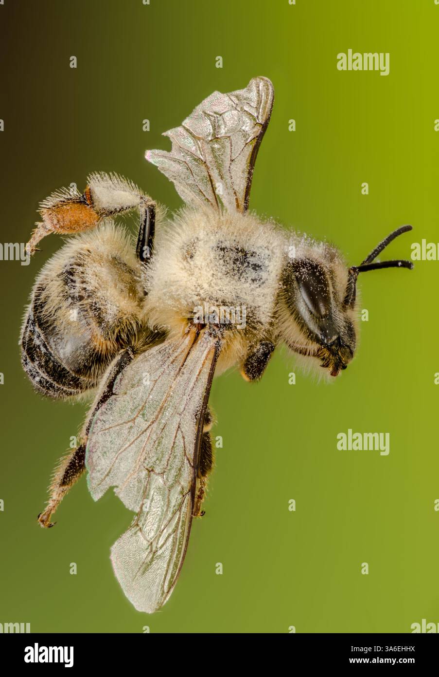 Flight study of a flying bee, Flying honey bee Stock Photo - Alamy