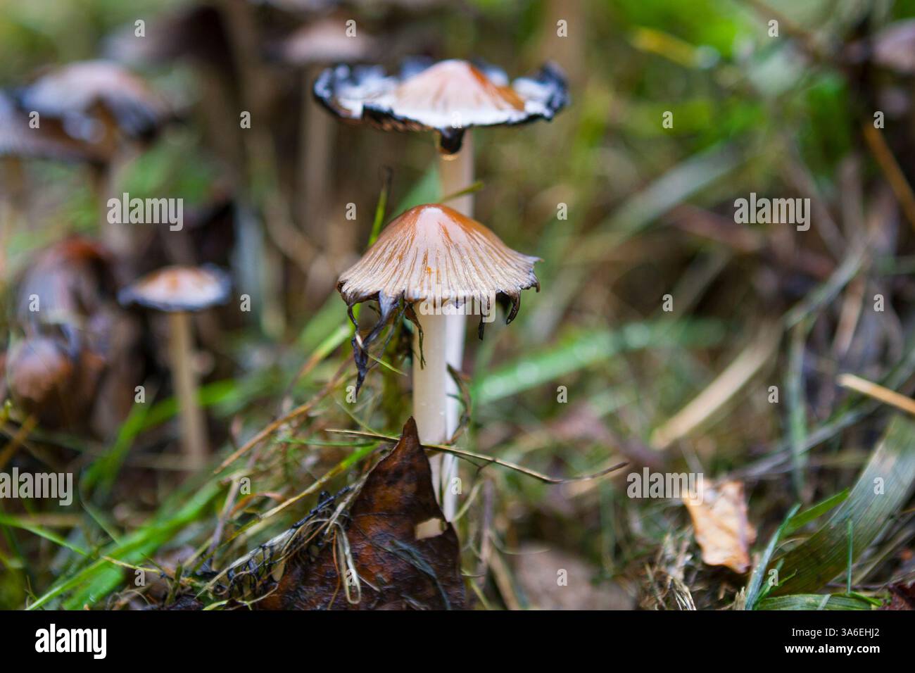 Mushrooms with moist in nature reserve "de Peel" in the Netherlands ...