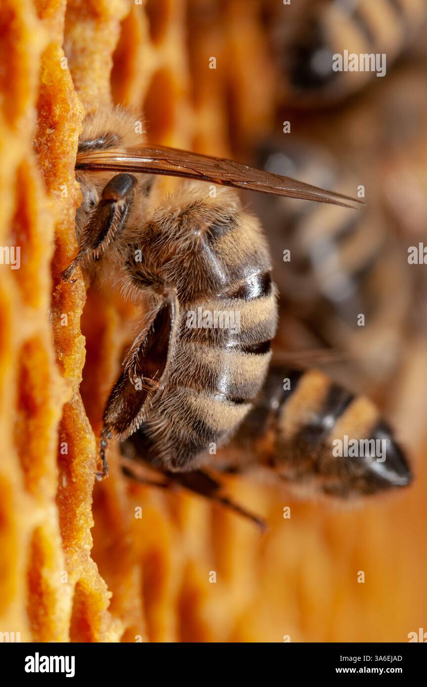 Honey bee feeding larva, Female honey bee caring for brood Stock Photo ...