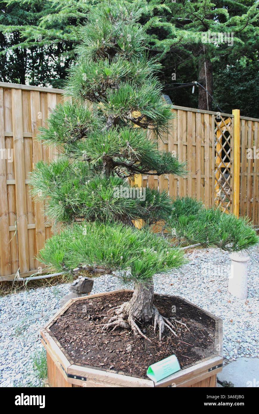 Little pine tree, Bonsai Art Stock Photo - Alamy