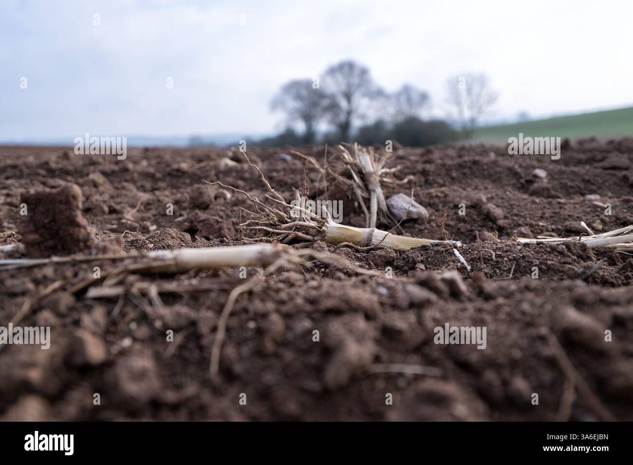PRODUCTION - 25 March 2025, Bavaria, Memmelsdorf I. Ufr.: The remains ...