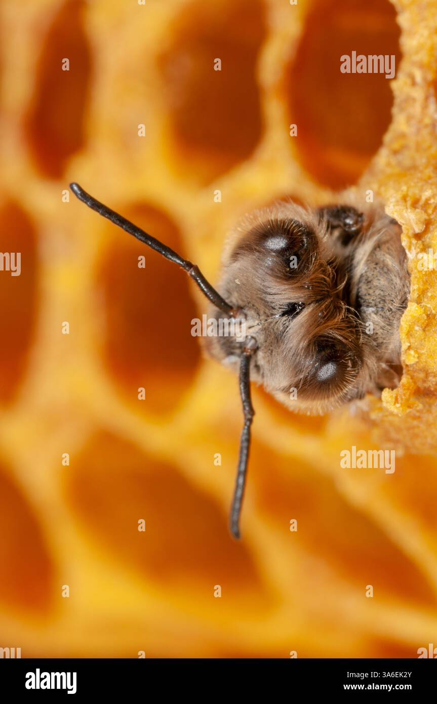 Honey bee worker hatches from her brood comb, Female honeybee hatches ...