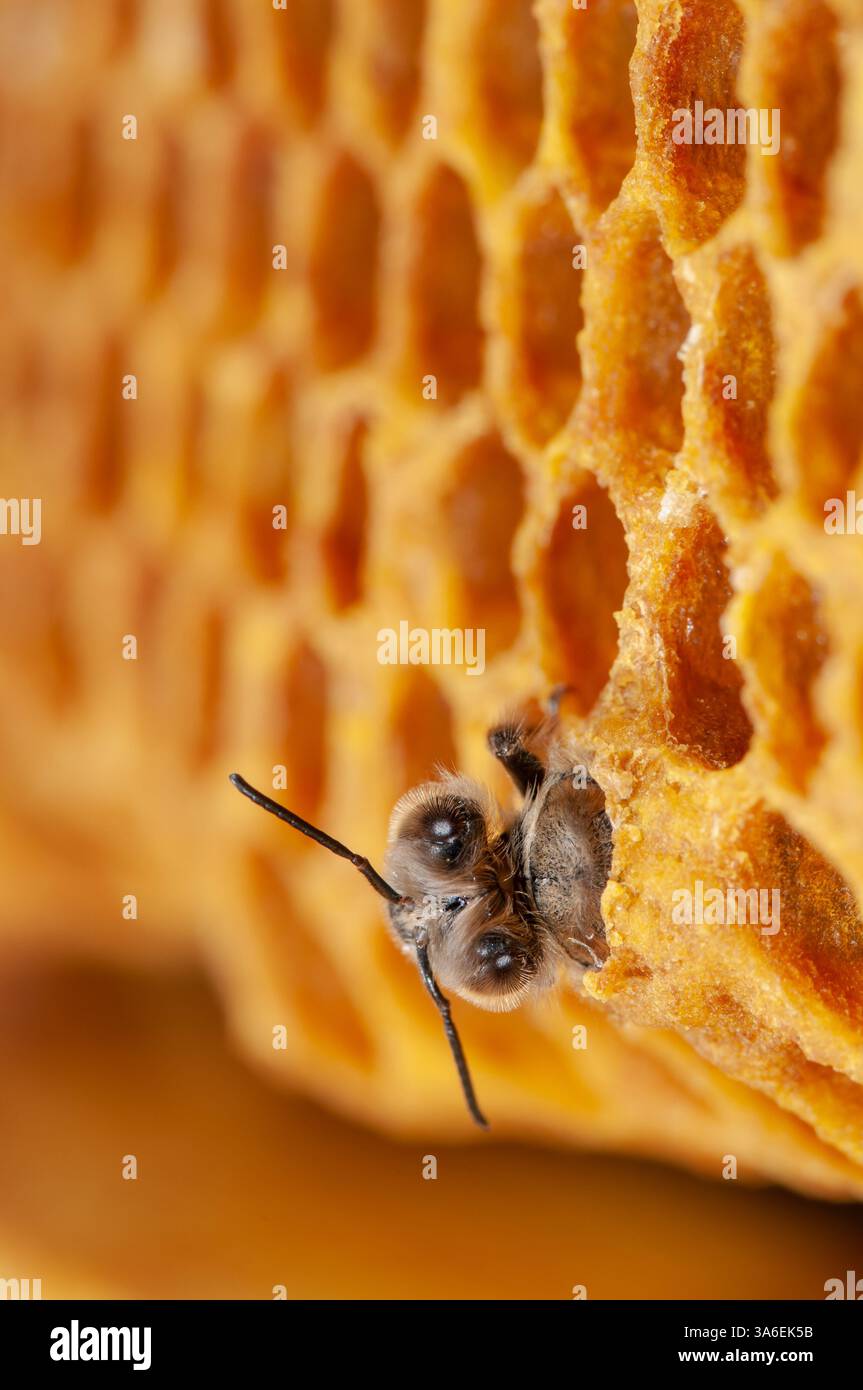 Honey bee worker hatches from her brood comb, Female honeybee hatches ...