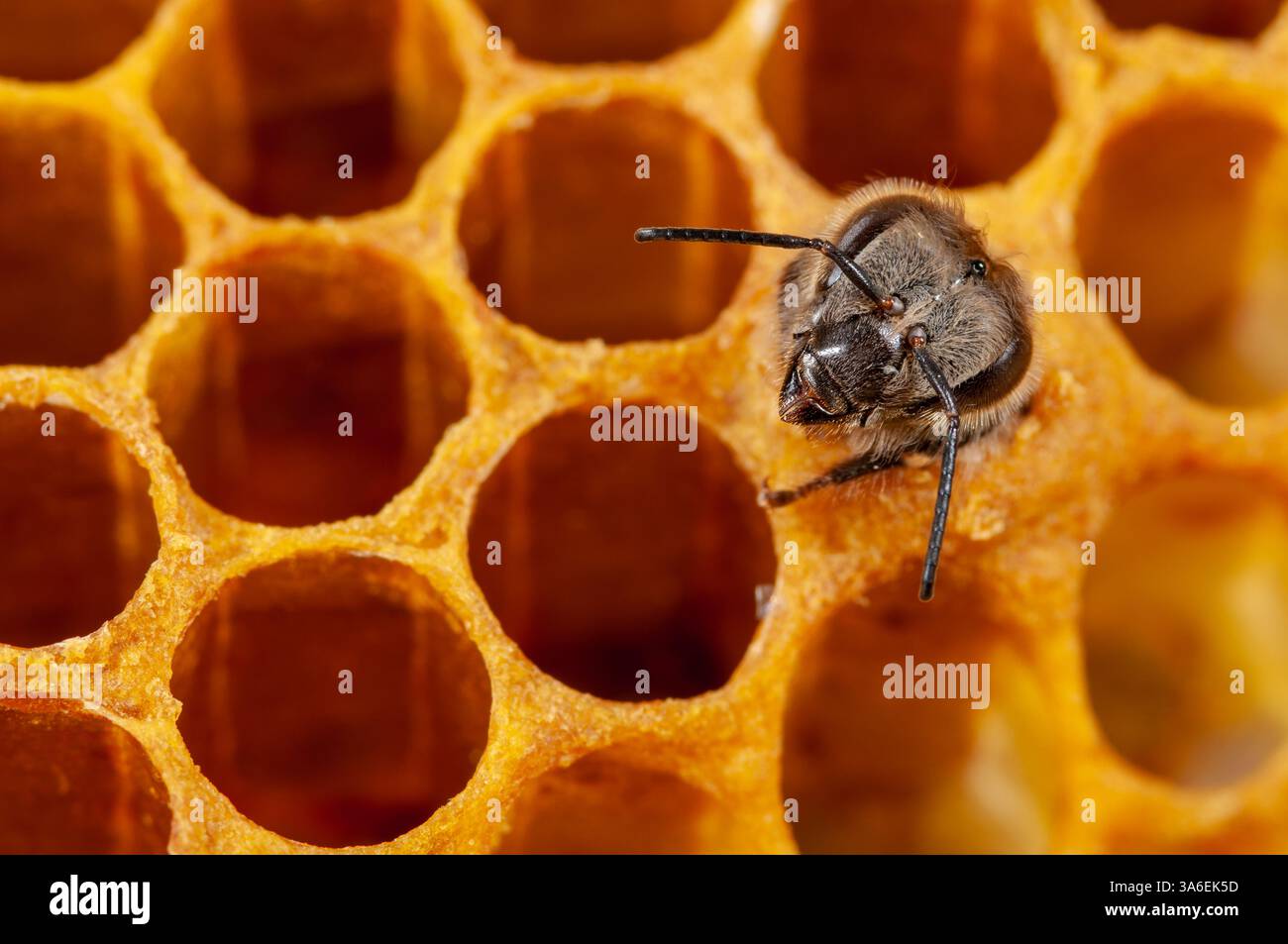 Female honeybee hatches from her brood comb, Honey bee worker hatches ...