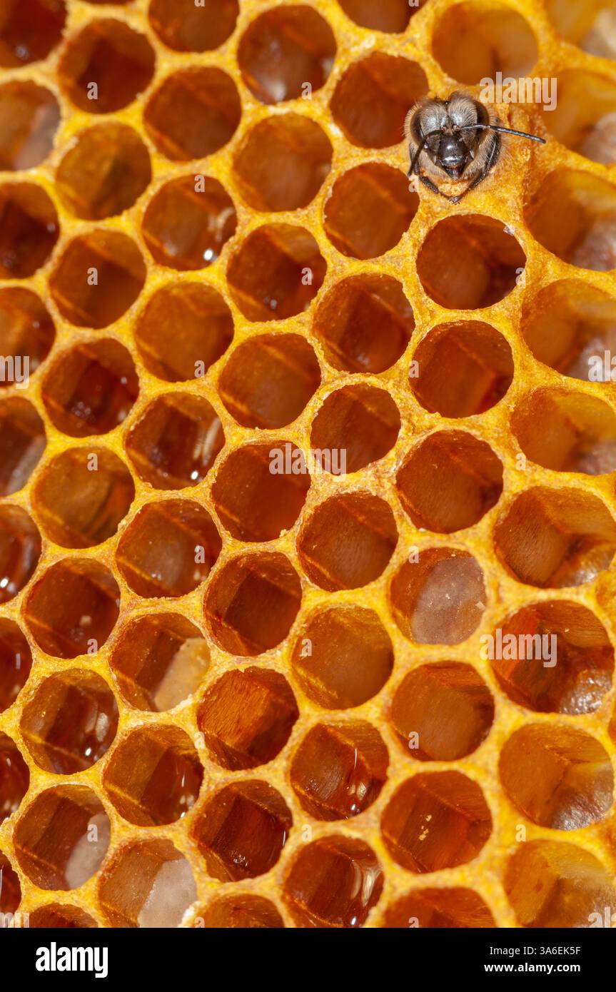Honey bee worker hatches from her brood comb, Female honeybee hatches ...
