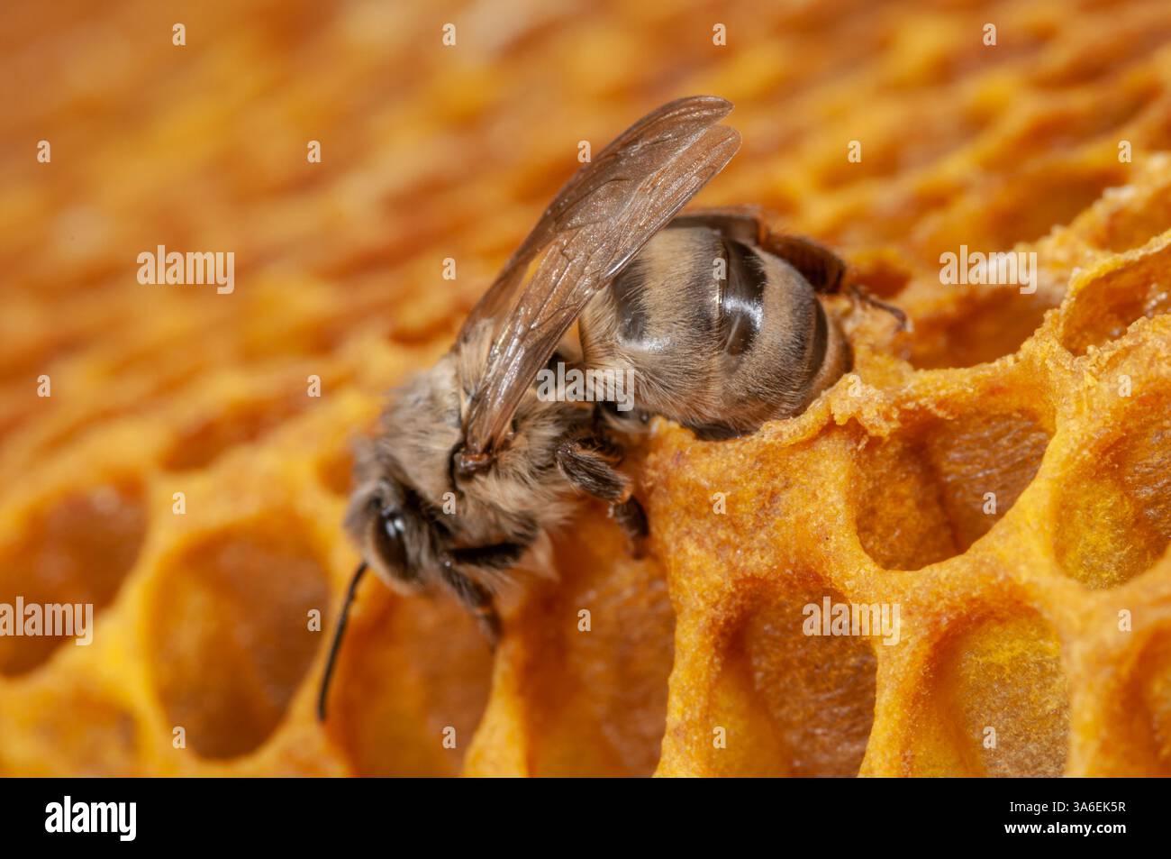 Honey bee worker hatches from her brood comb, Female honeybee hatches ...