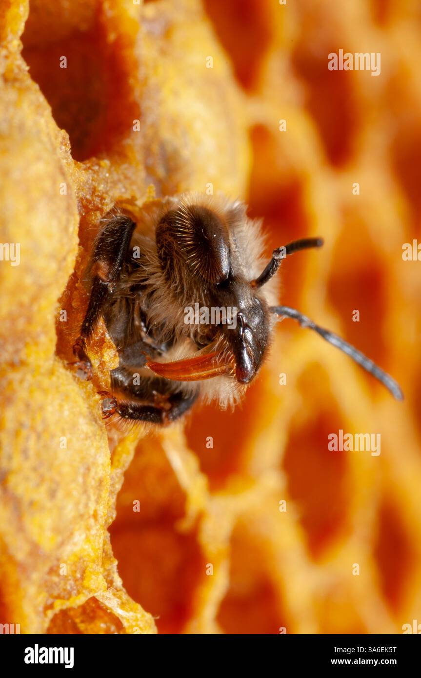 Honey bee worker hatches from her brood comb, Female honeybee hatches ...