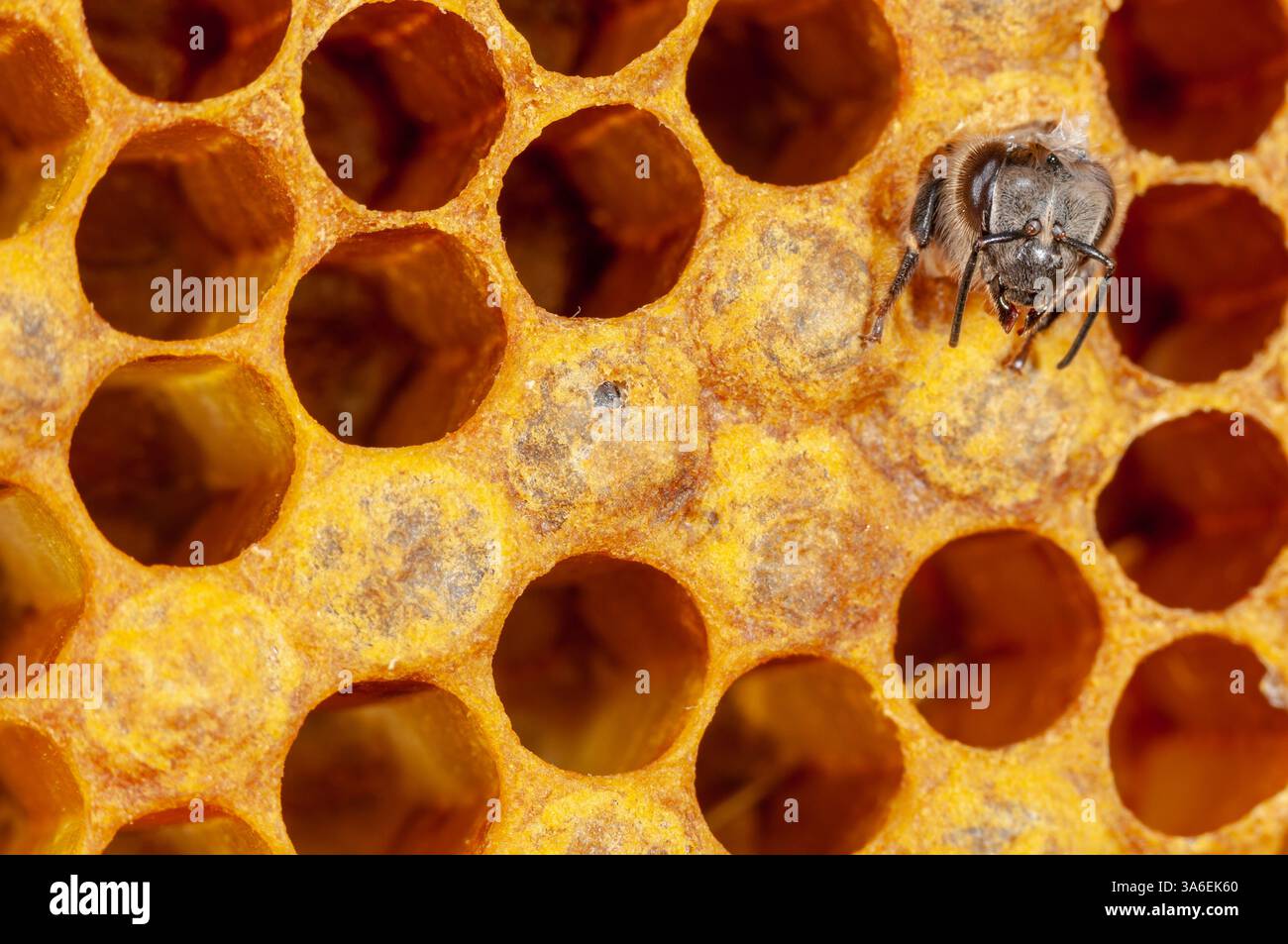 Female honeybee hatches from her brood comb, Honey bee worker hatches ...