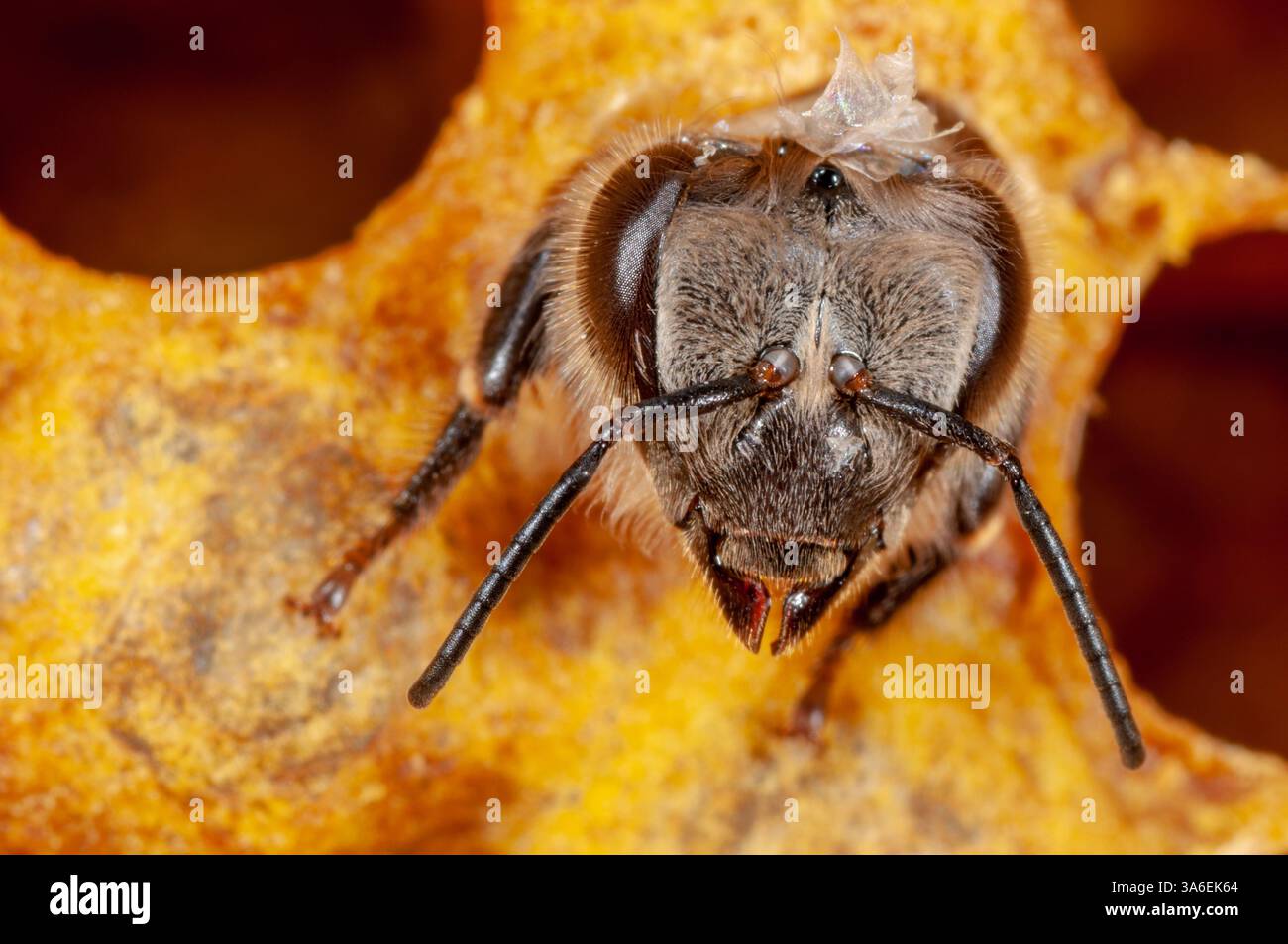 Female honeybee hatches from her brood comb, Honey bee worker hatches ...