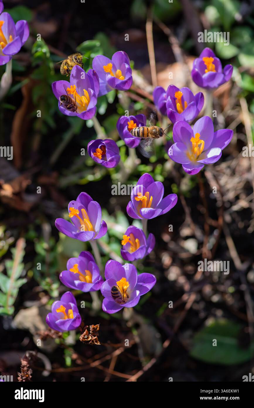 Honey bee on crocus Stock Photo - Alamy