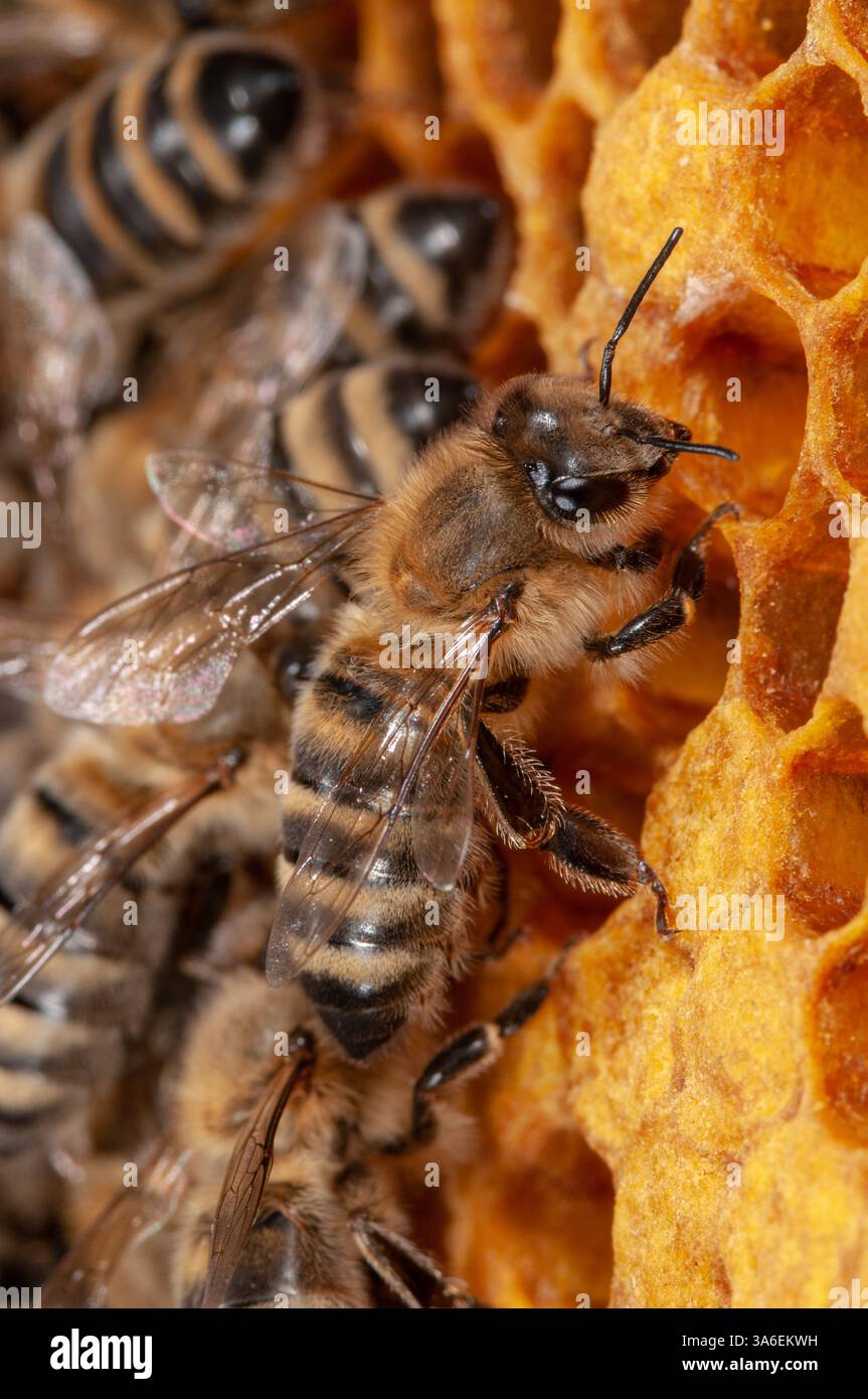 Pollen accumulation hi-res stock photography and images - Alamy