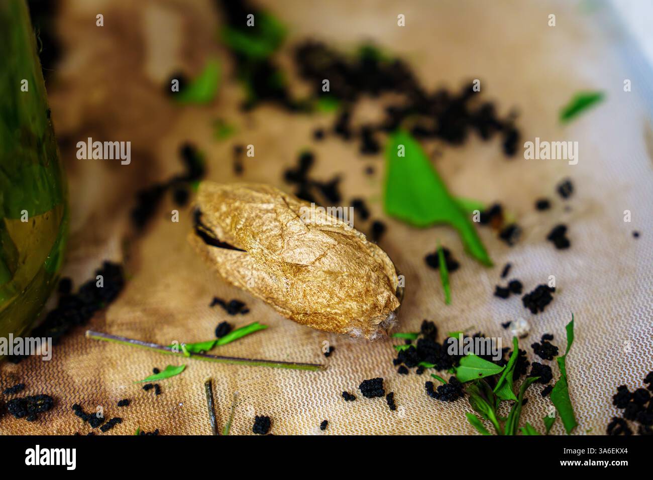 Dried Silkworm Cocoon Isolated on a White Background, Showcasing Its ...