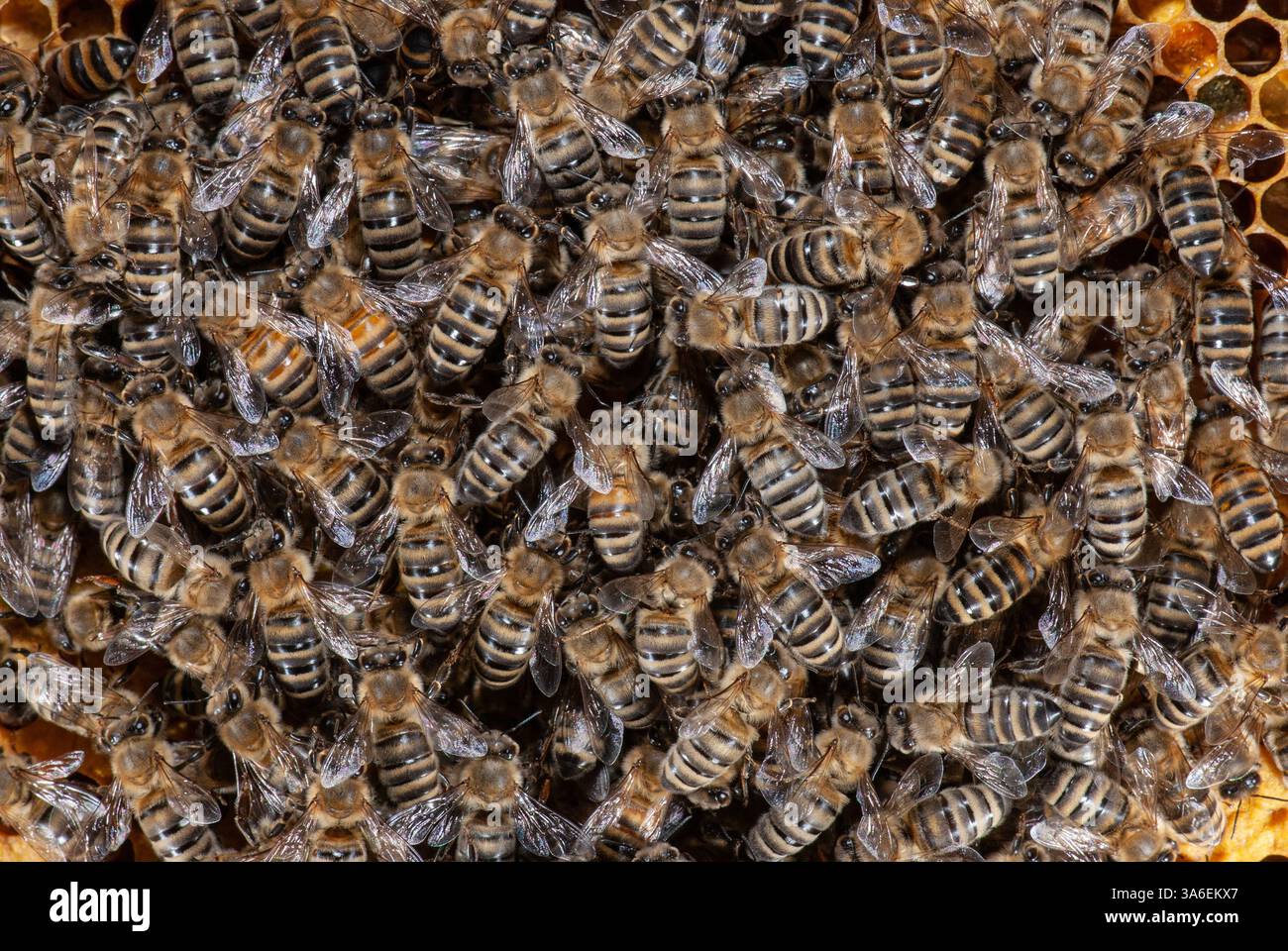 State forming bees hi-res stock photography and images - Alamy
