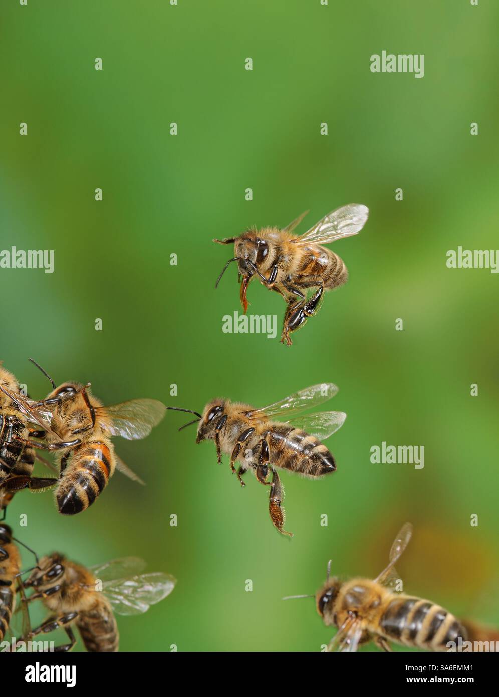 Flying honeybee, Flying honey bee, Approaching honeybee Stock Photo - Alamy