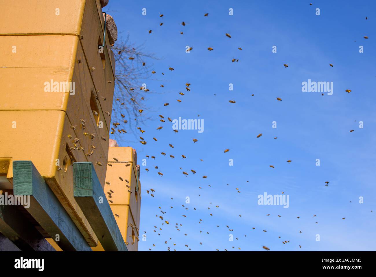 Honey bees fly to beehive, flying honey bees in front of beehive Stock ...