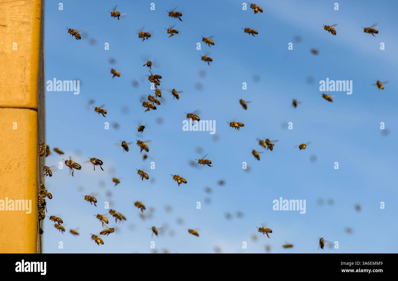 Honey bees fly to beehive, flying honey bees in front of beehive Stock ...