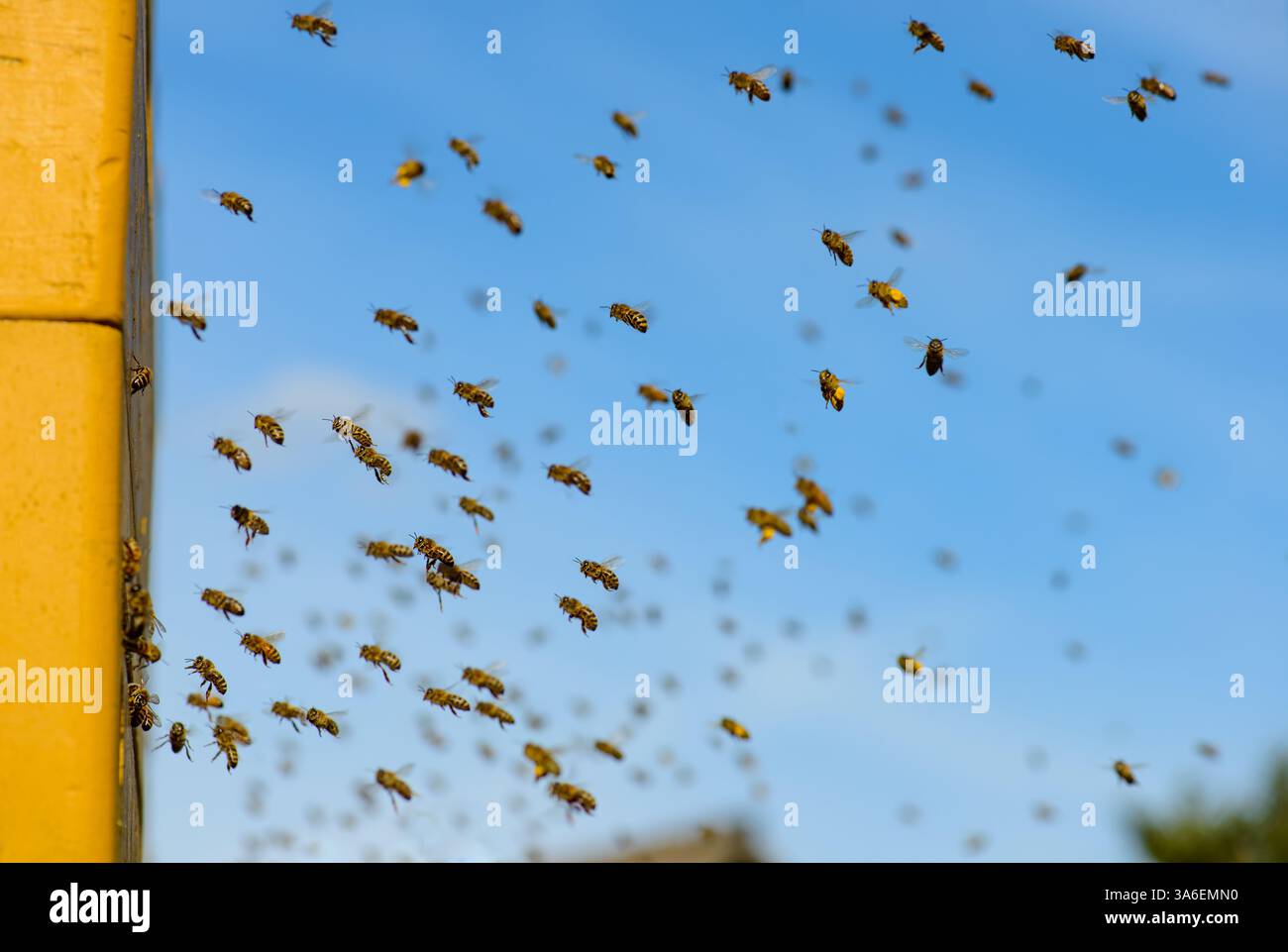 Honey bees fly to beehive, flying honey bees in front of beehive Stock ...