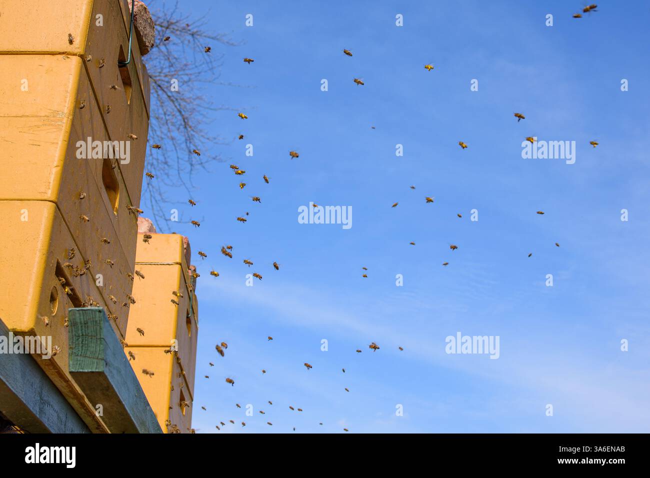 Honey bees fly to beehive, flying honey bees in front of beehive Stock ...