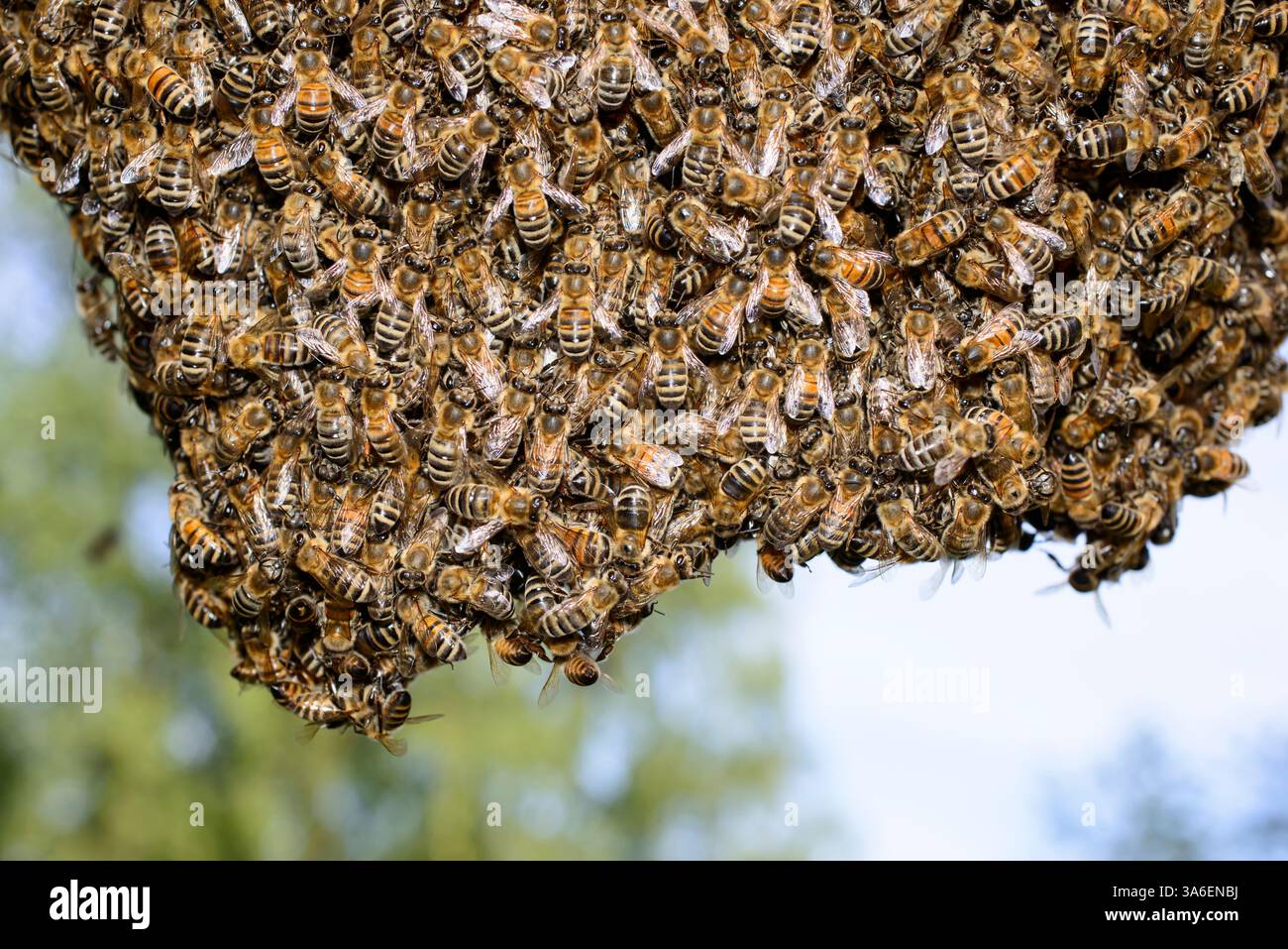 Swarming honey bees hang in a swarm on a branch, Honey bees form a swarm Stock Photo - Alamy