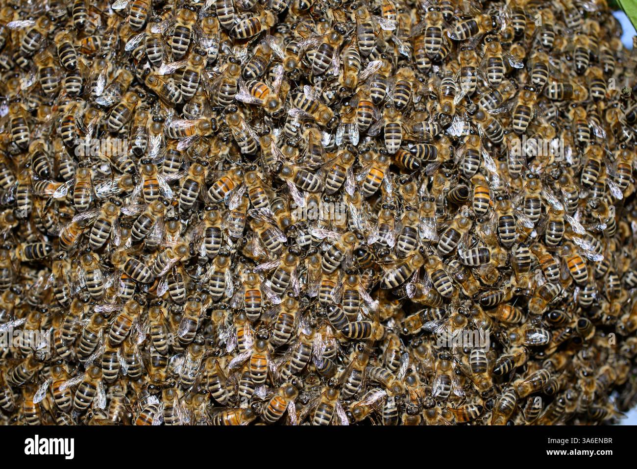 Swarming honey bees hang in a swarm on a branch, Honey bees form a ...